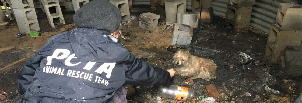 PETA's Vital Work for Animals | PETA Annual Review 2019